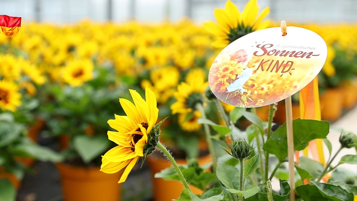 Sonnen-KIND - Blume des Jahres - Land Burgenland